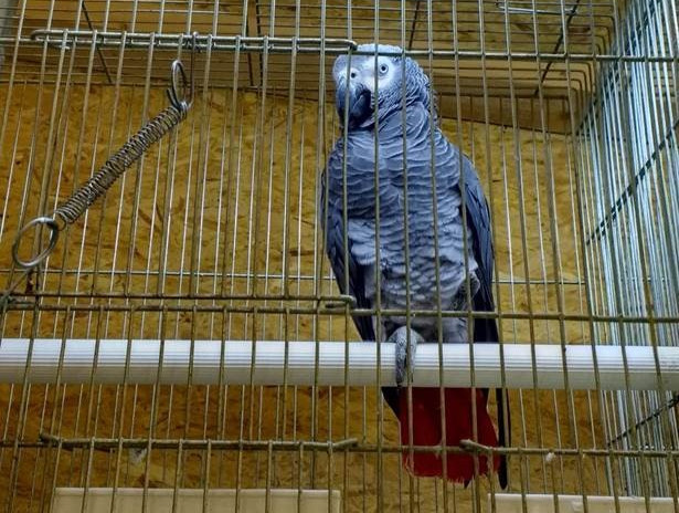 EU trade ban brings down global trade in wild birds by 90 % ...